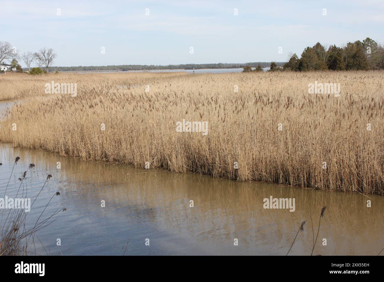 River Grass Landscape Tappahannock Rappahannock River Stock Photo - Alamy