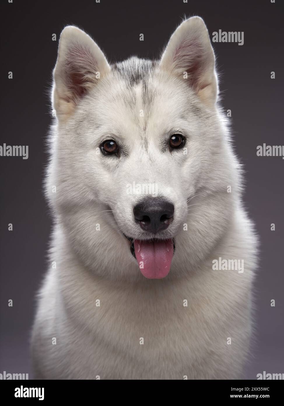 A Siberian Husky smiles broadly, set against a neutral backdrop ...