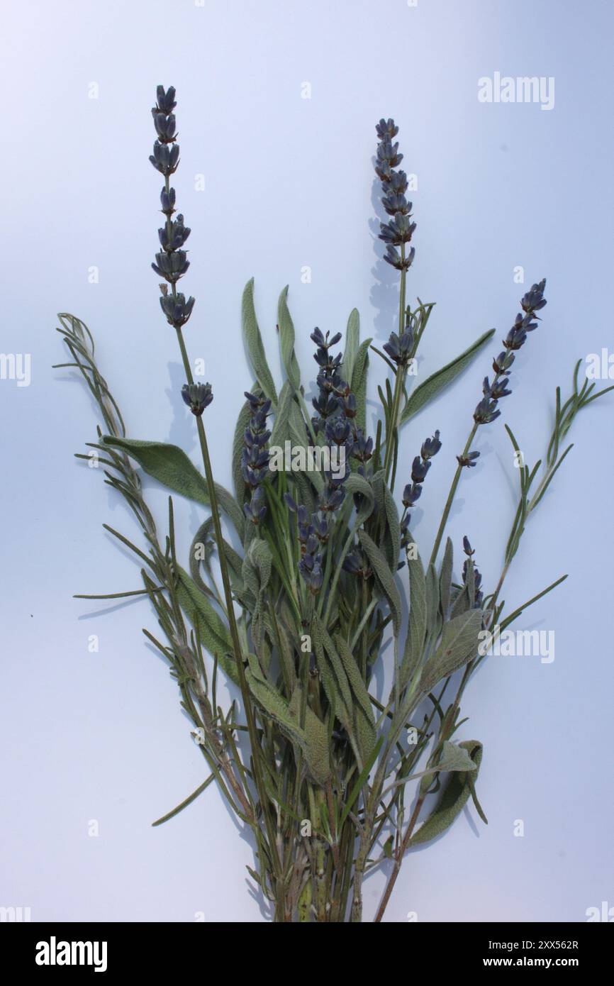 Lavender sage hi-res stock photography and images - Alamy