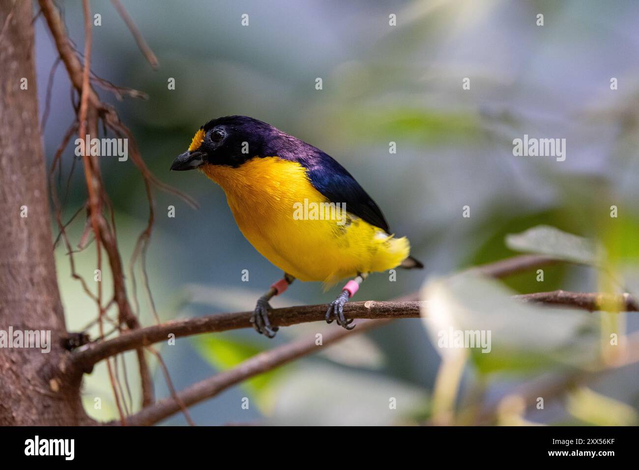 Violaceous euphonia male violacea hi-res stock photography and images - Alamy