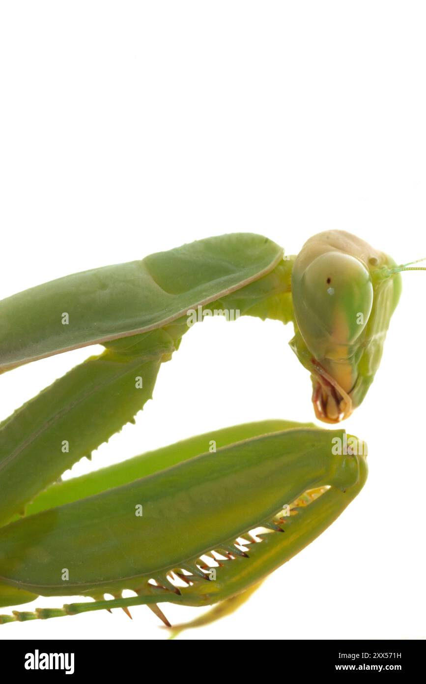 Praying mantis nobody detail green hi-res stock photography and images ...
