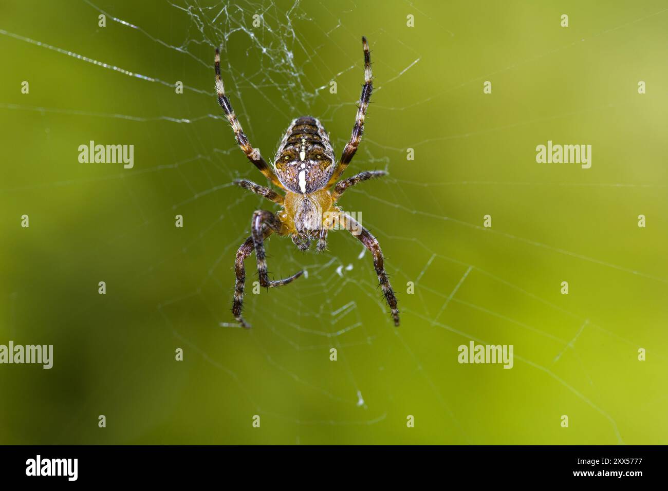Closeup view garden spider hi-res stock photography and images - Alamy