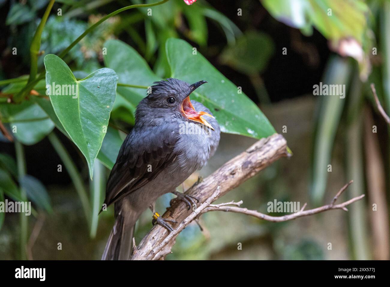 Screaming piha hi-res stock photography and images - Alamy