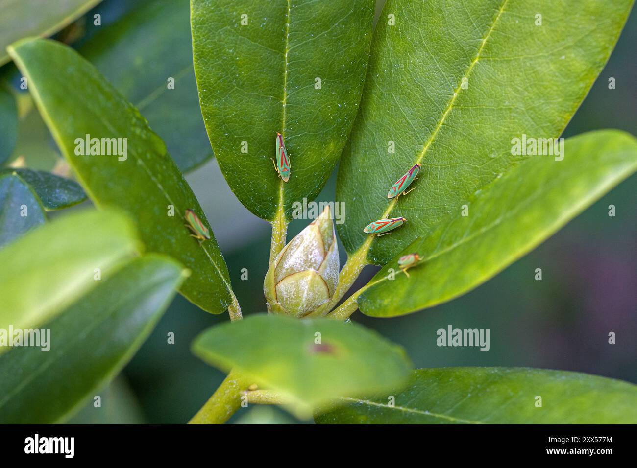 a group of five green-red rhododendron leafhoppers on green ...