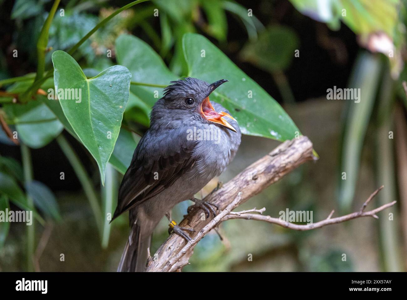 Piha gritona hi-res stock photography and images - Alamy