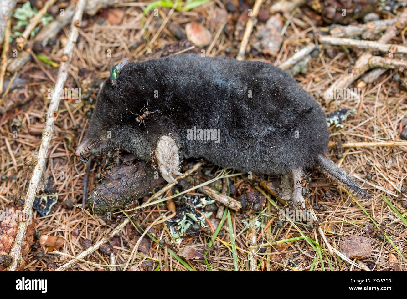 Dead body on floor hi-res stock photography and images - Alamy