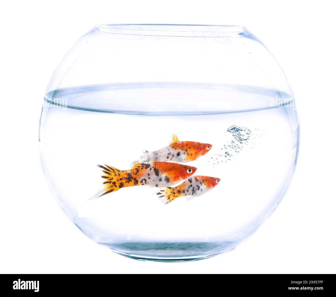 fish and fishbowl in front of white background Stock Photo - Alamy
