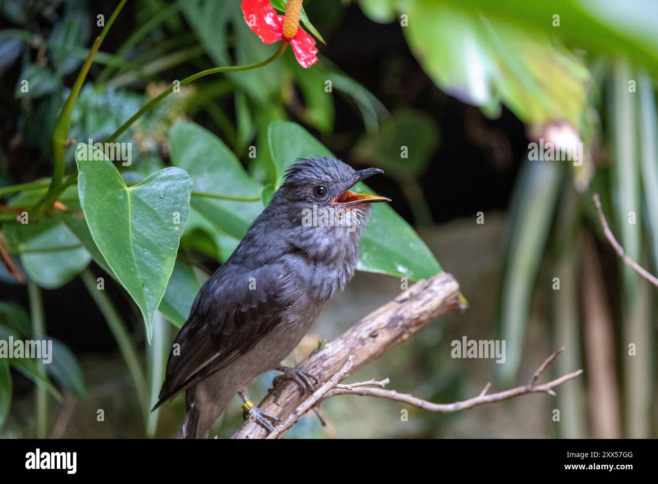 Piha gritona hi-res stock photography and images - Alamy