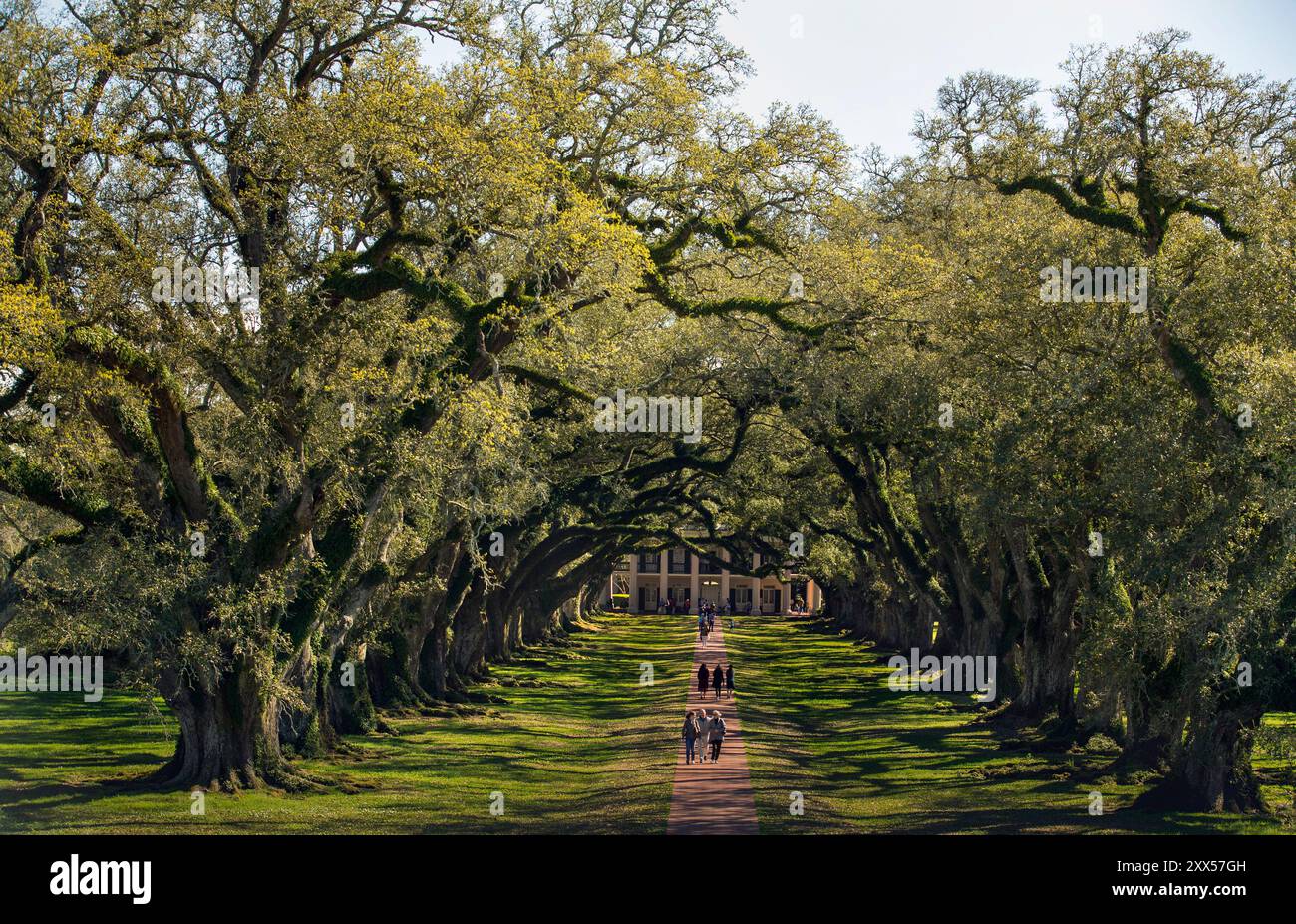 Visitors walk about the moss-covered trees at the Oak Alley Plantation ...