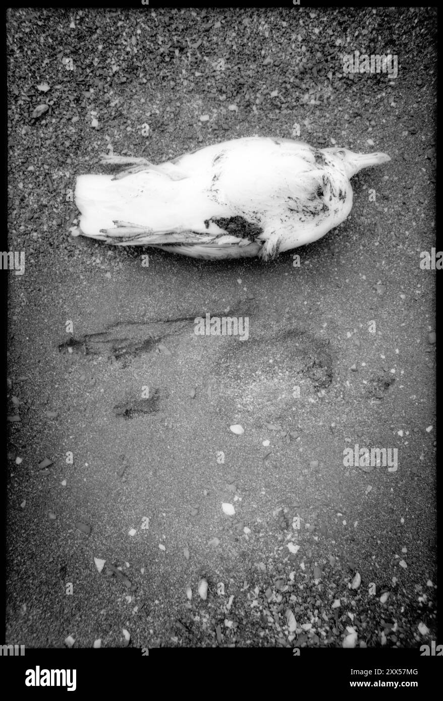 Bird seagull on beach Black and White Stock Photos & Images - Alamy