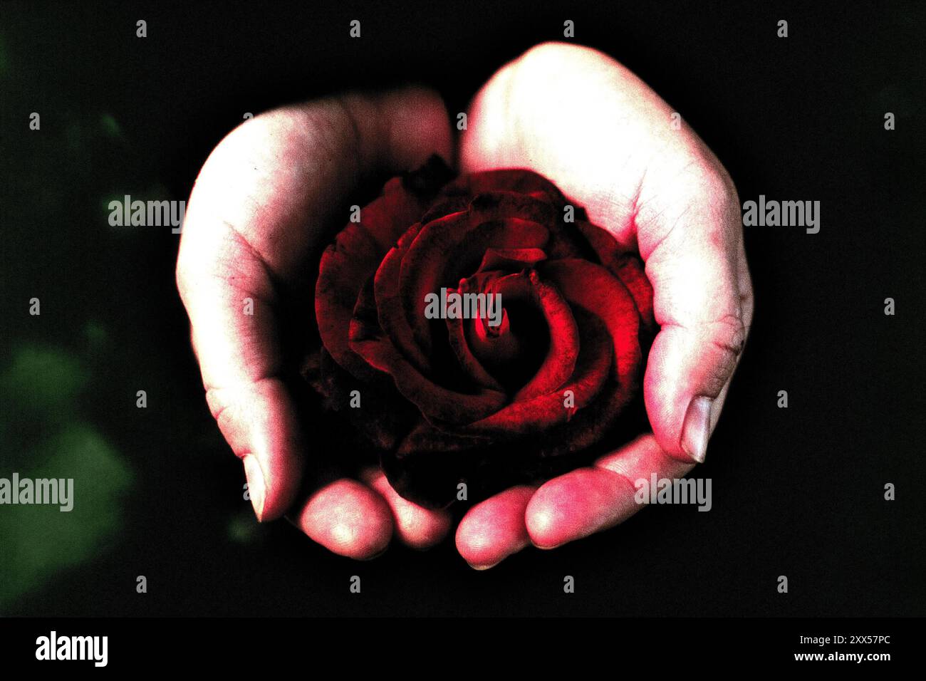A red rose in a pair of cupped hands in the Gothenburg Botanical Garden ...