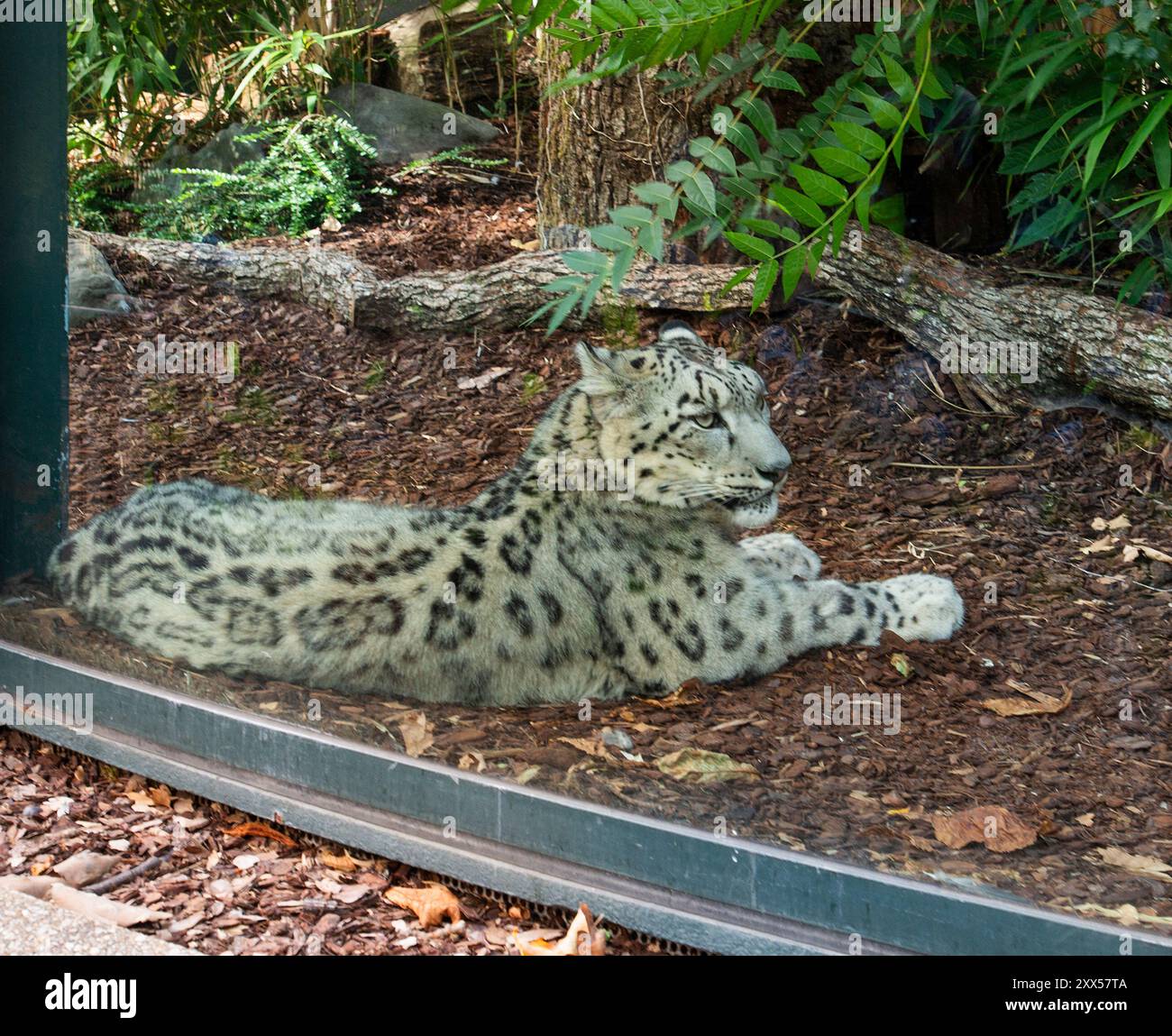 Leopard in captivity, Paris, France Stock Photo - Alamy