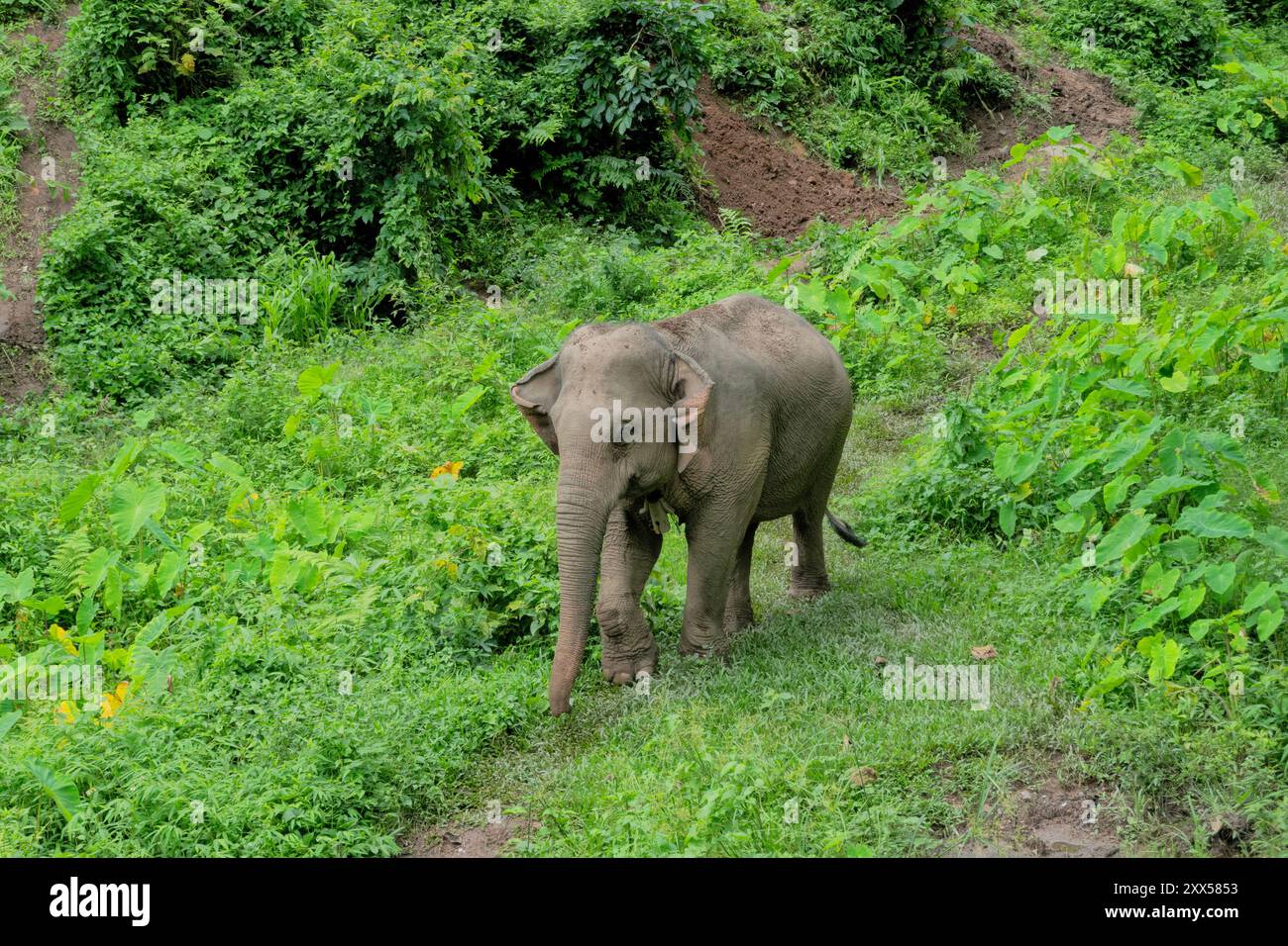 Elephant in the jungle, Mekong Elephant Park, Pak Beng, Laos Stock ...