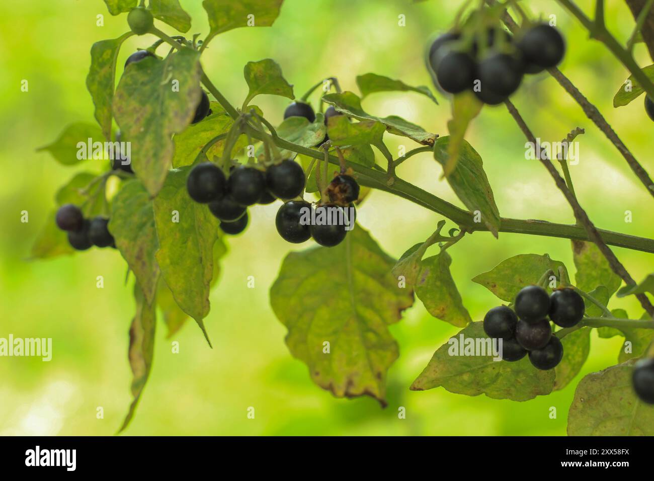 The black nightshade (Solanum nigrum) poisonous weed. Ball shaped ...