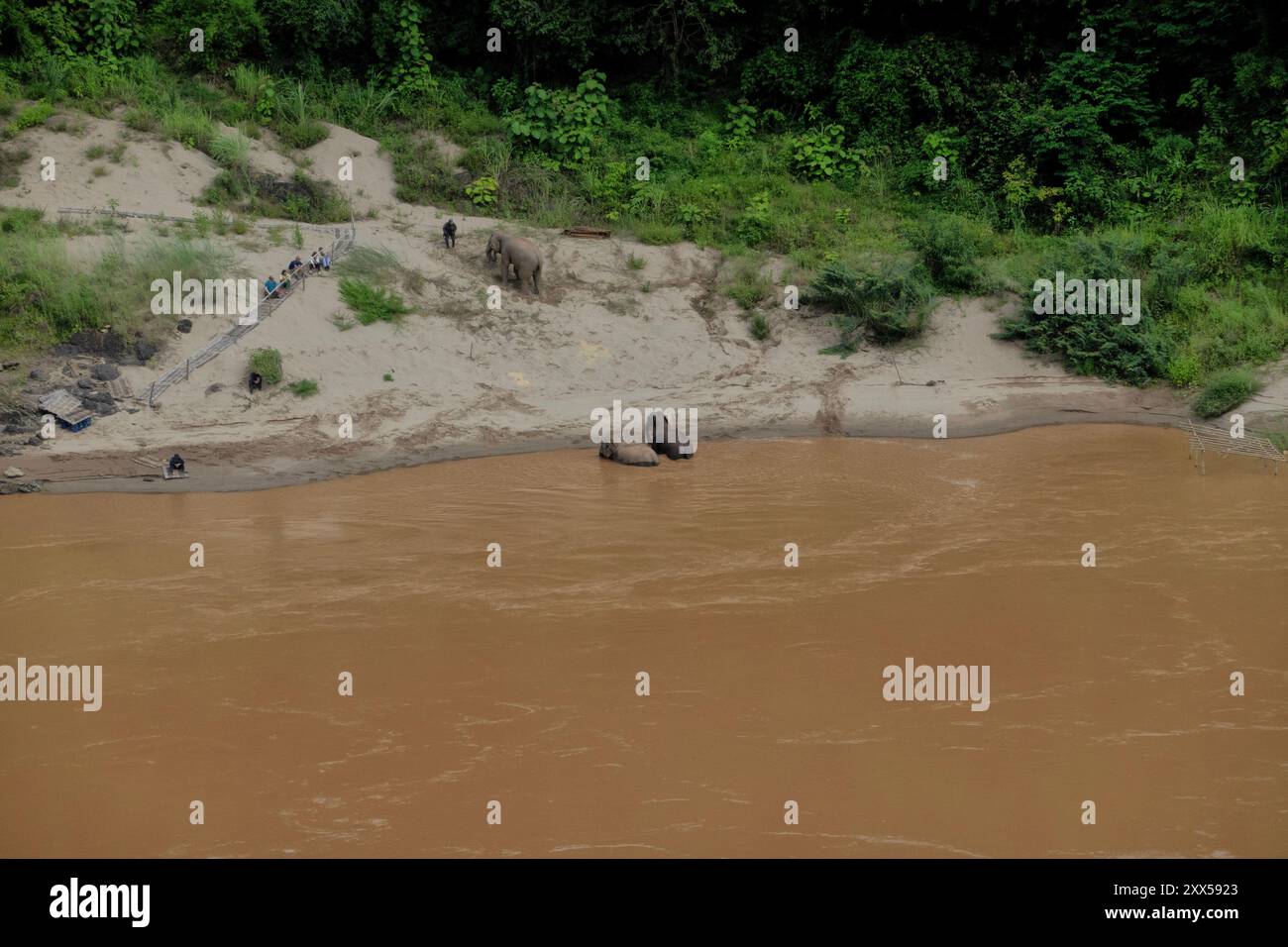 Elephants bathing in the Mekong River, Pakbeng, Laos Stock Photo - Alamy