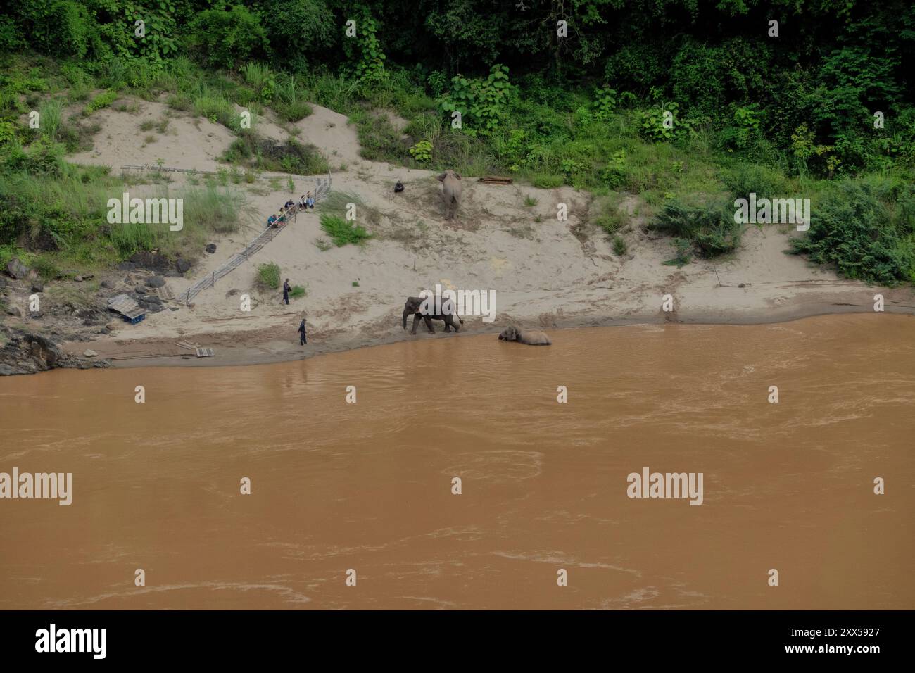 Elephants bathing in the Mekong River, Pakbeng, Laos Stock Photo - Alamy
