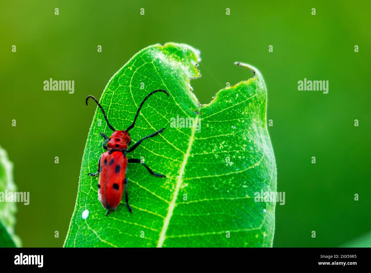 red milkweed beetle (Tetraopes tetrophthalmus) A red milkweed beetle on ...