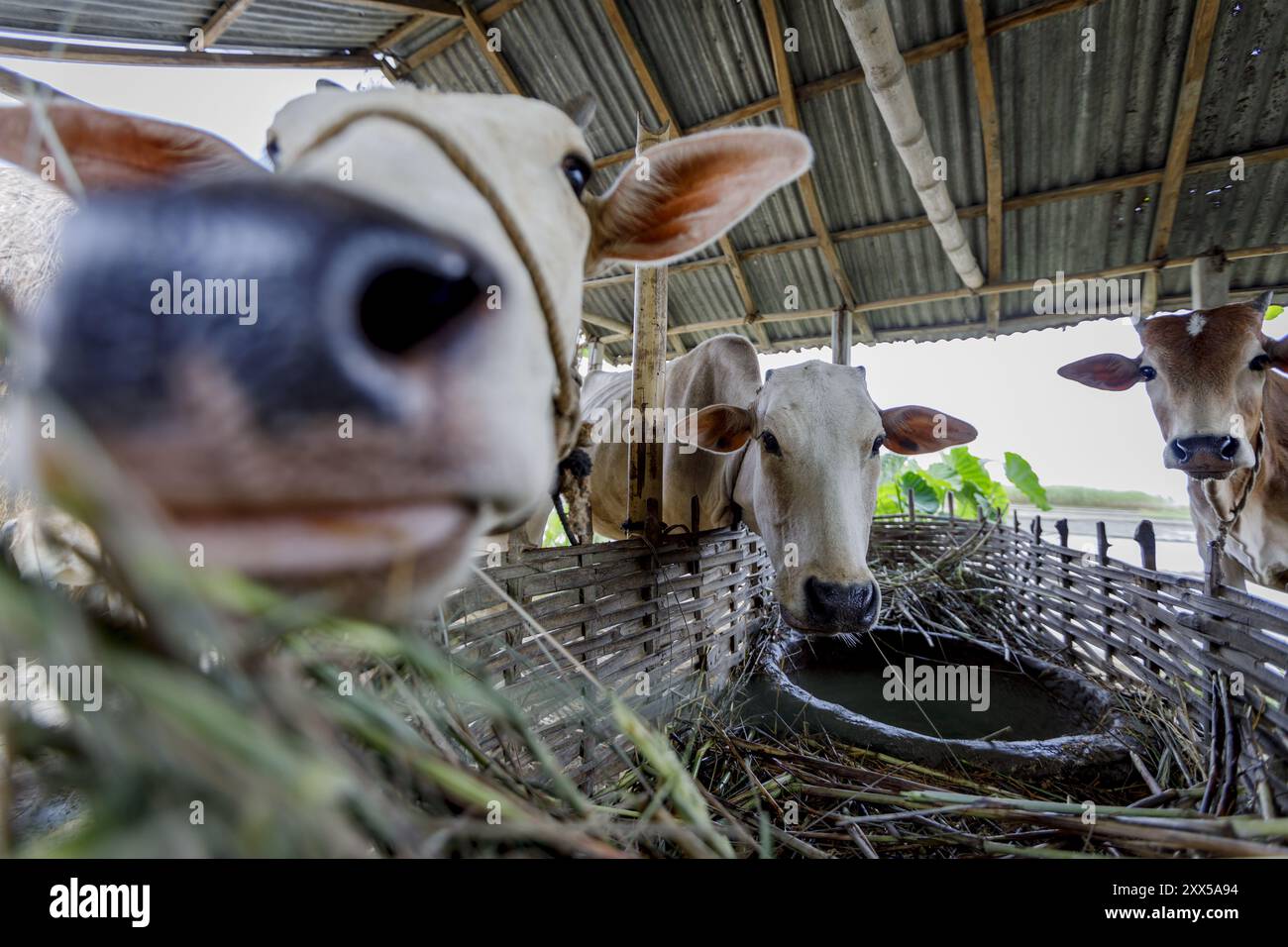Dairy cow digestion hi-res stock photography and images - Alamy