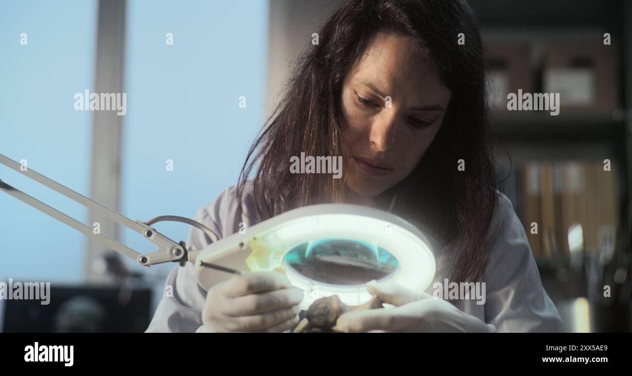 Female archaeologist cleans fossil bones using brush and tools, looks ...
