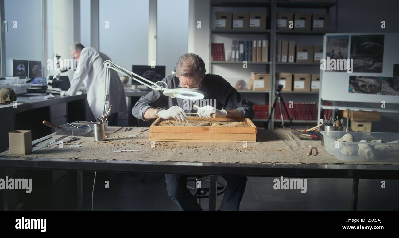 Mature archaeologist cleans dinosaur skeleton under lamp using tools ...