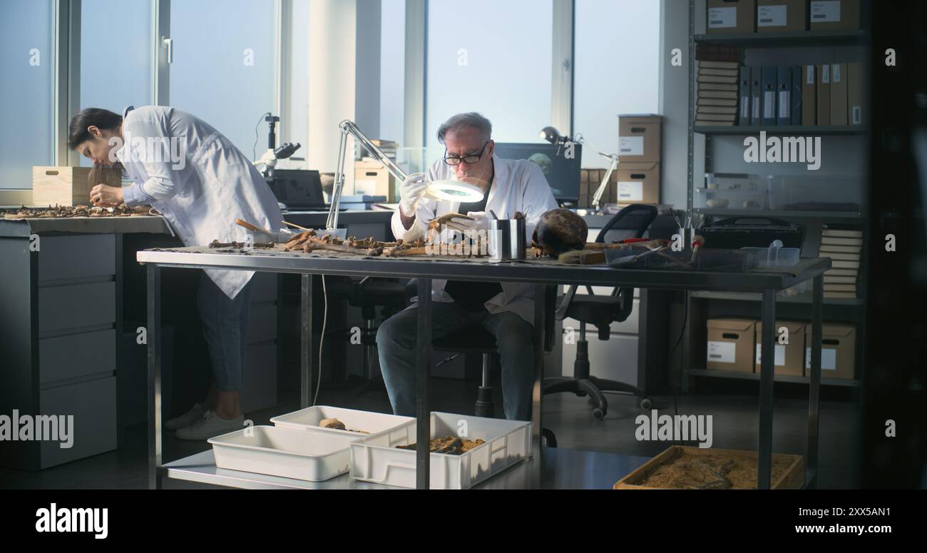 Senior archaeologist examines bones and remains of prehistoric human ...