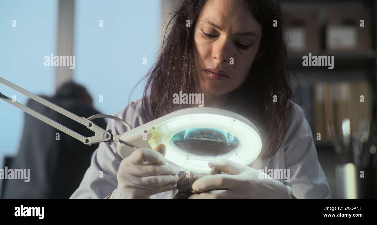 Female Scientist Works With Fossil Remains In Archaeological Lab Paleoanthropologist Or