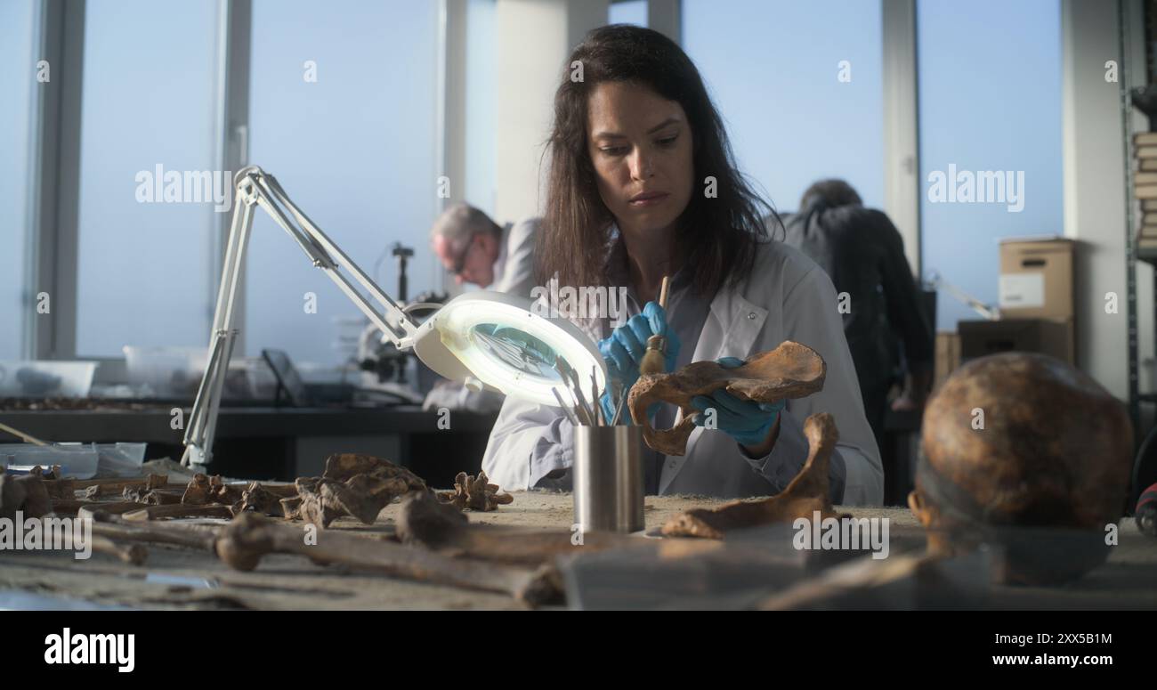 Female archaeologist works with fossil remains in modern archaeological ...