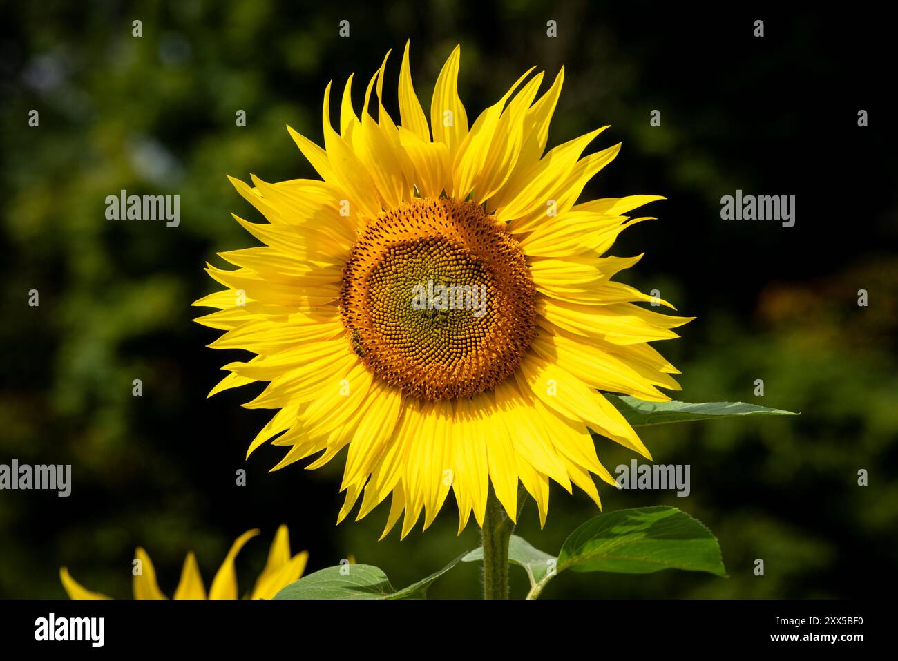 Turners Hill, August 21st 2024: The annual sunflower festival at Tulley's Farm Stock Photo - Alamy