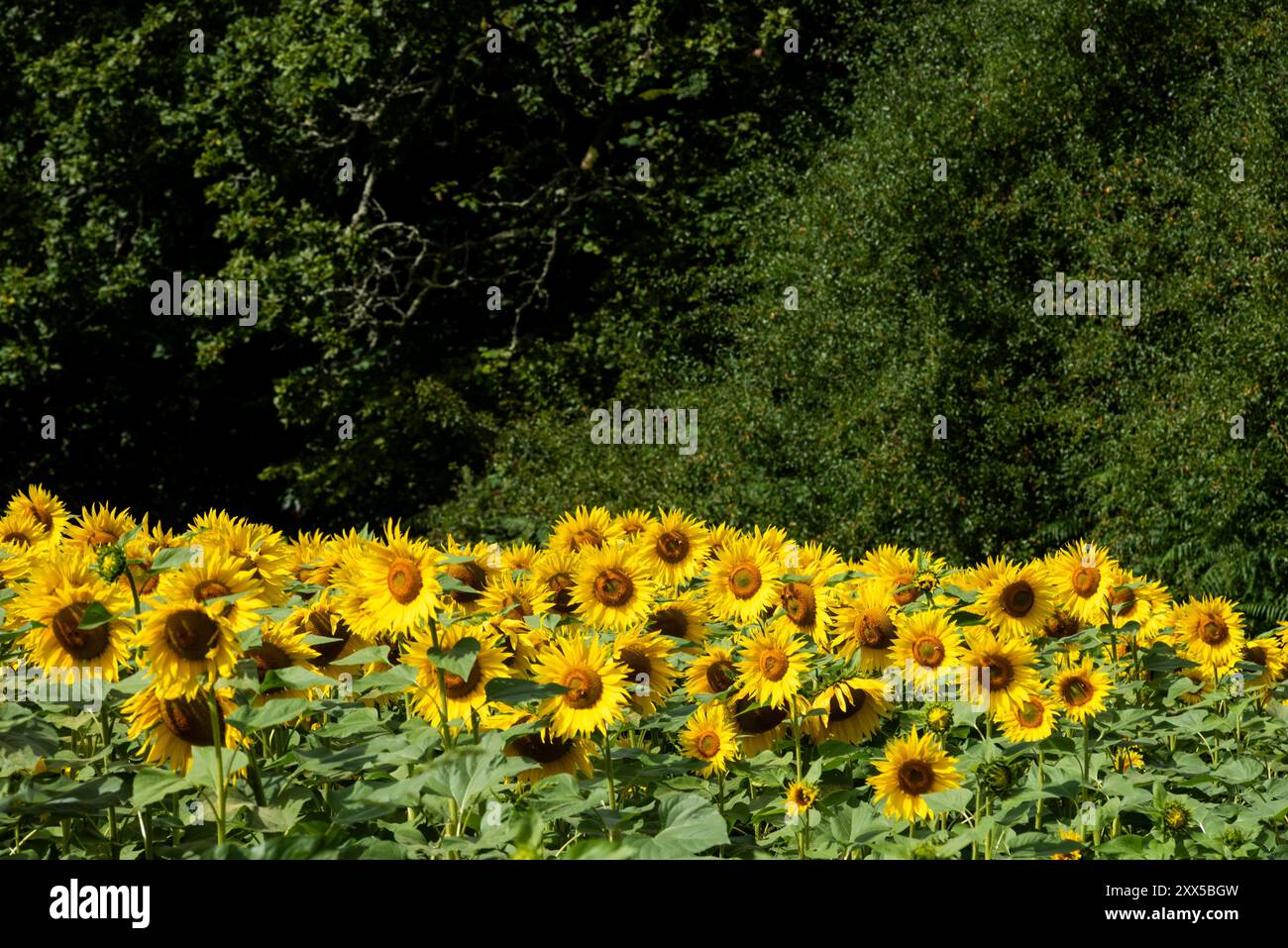 Turners Hill, August 21st 2024: The annual sunflower festival at Tulley's Farm Stock Photo - Alamy