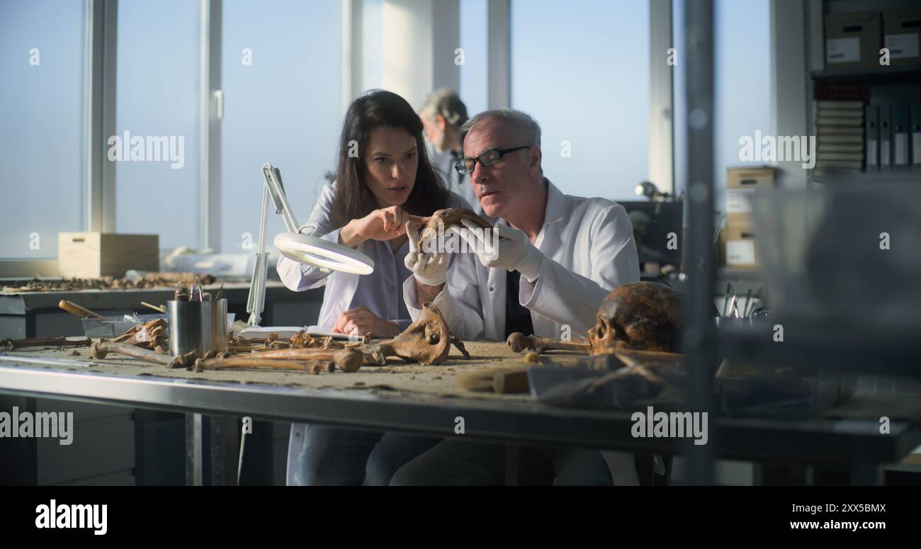 Archaeological laboratory: Senior paleoanthropologist examines remains of prehistoric human ...