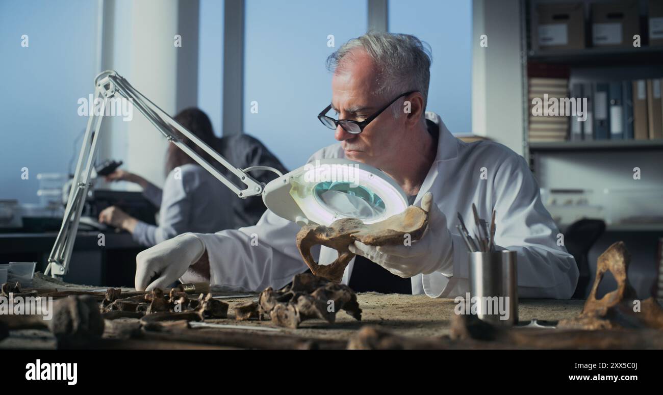 Senior archaeologist works with fossil remains in archaeological lab ...