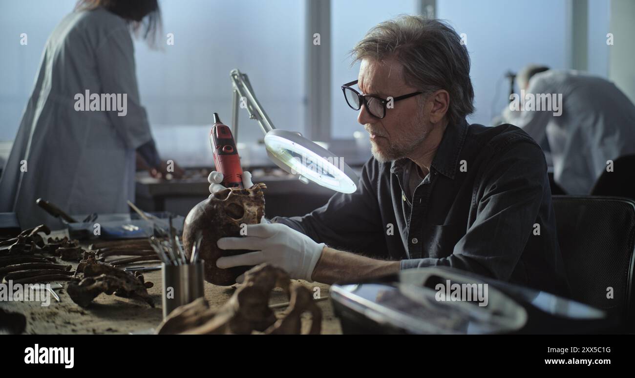 Mature archaeologist in gloves examines prehistoric human skull under ...
