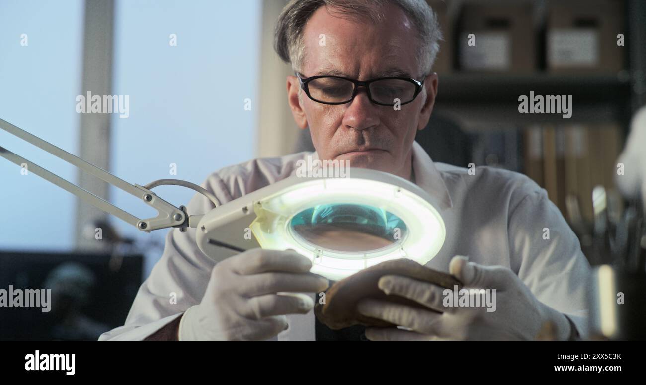 Senior archaeologist cleans fossil hi-res stock photography and images ...