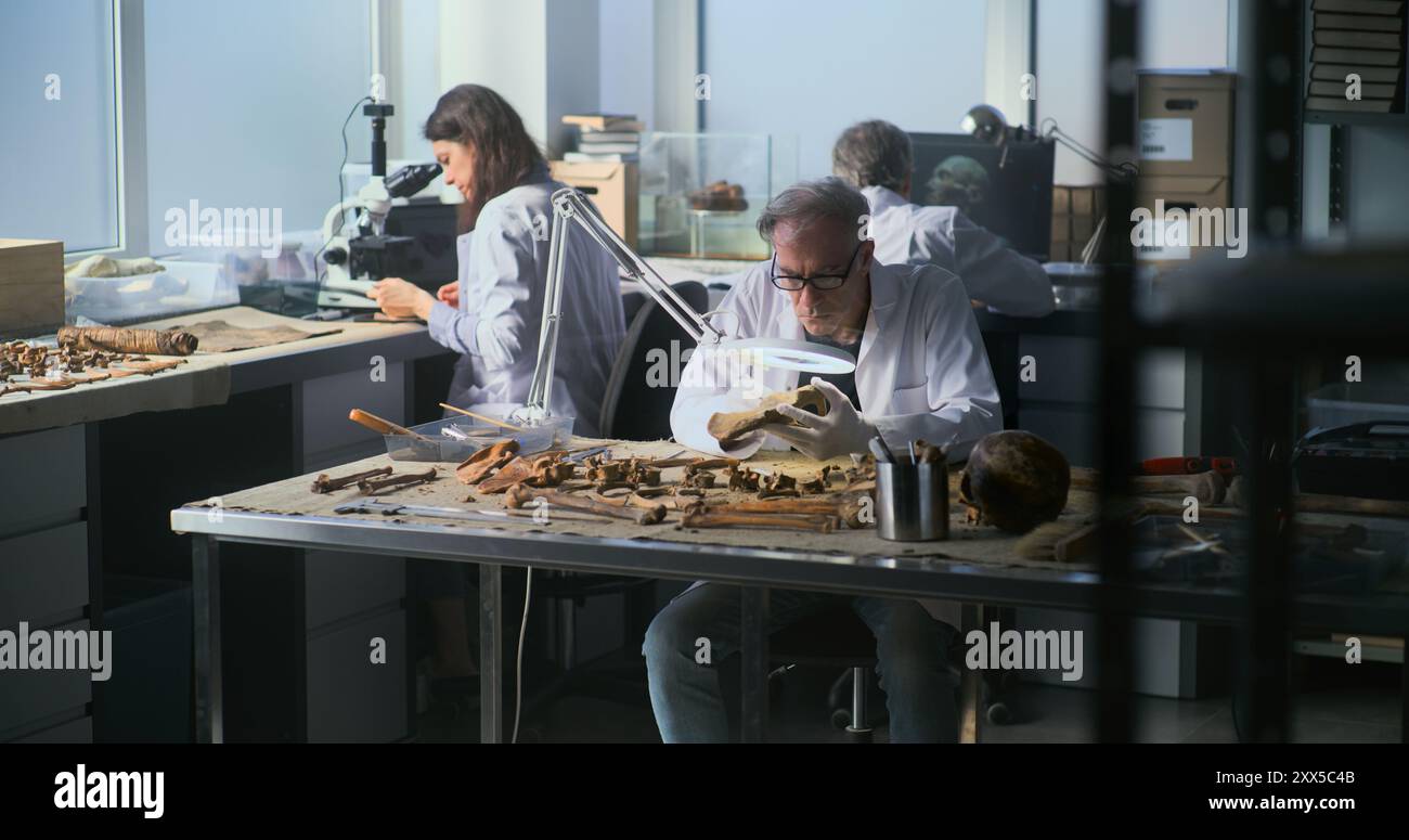 Senior archaeologist cleans and studies bones remains of prehistoric ...