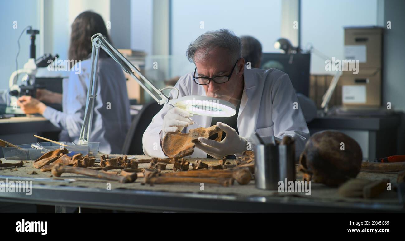 Senior archaeologist examines and analyzes fossil remains of prehistoric human skeleton under ...