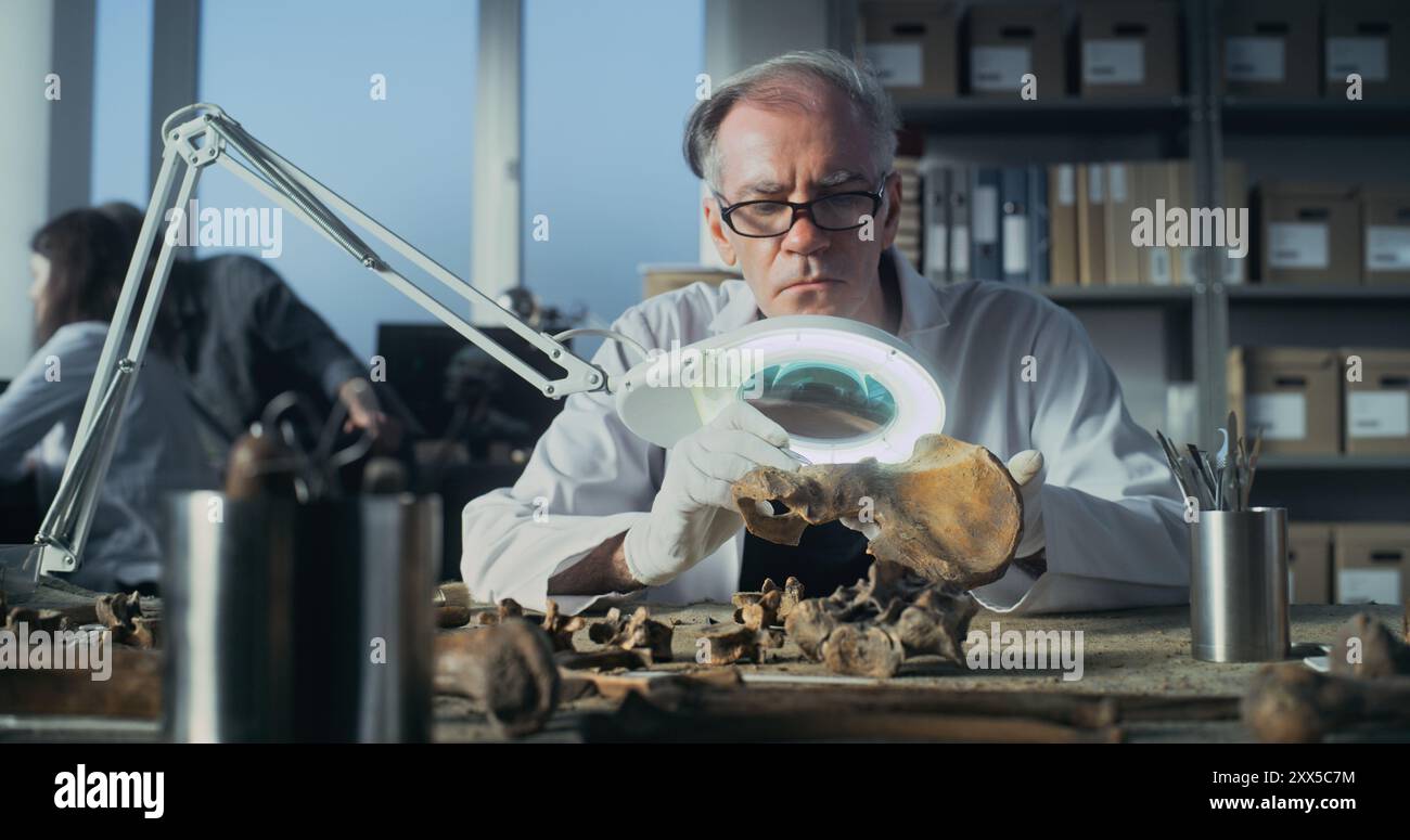 Senior archaeologist works with fossil remains in archaeological lab ...