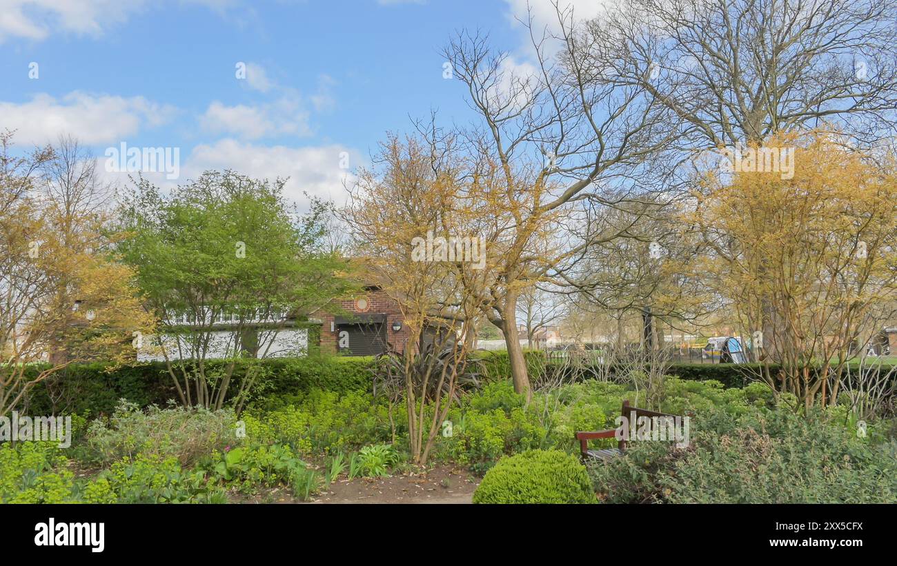 Honey locust sunburst tree hi-res stock photography and images - Alamy