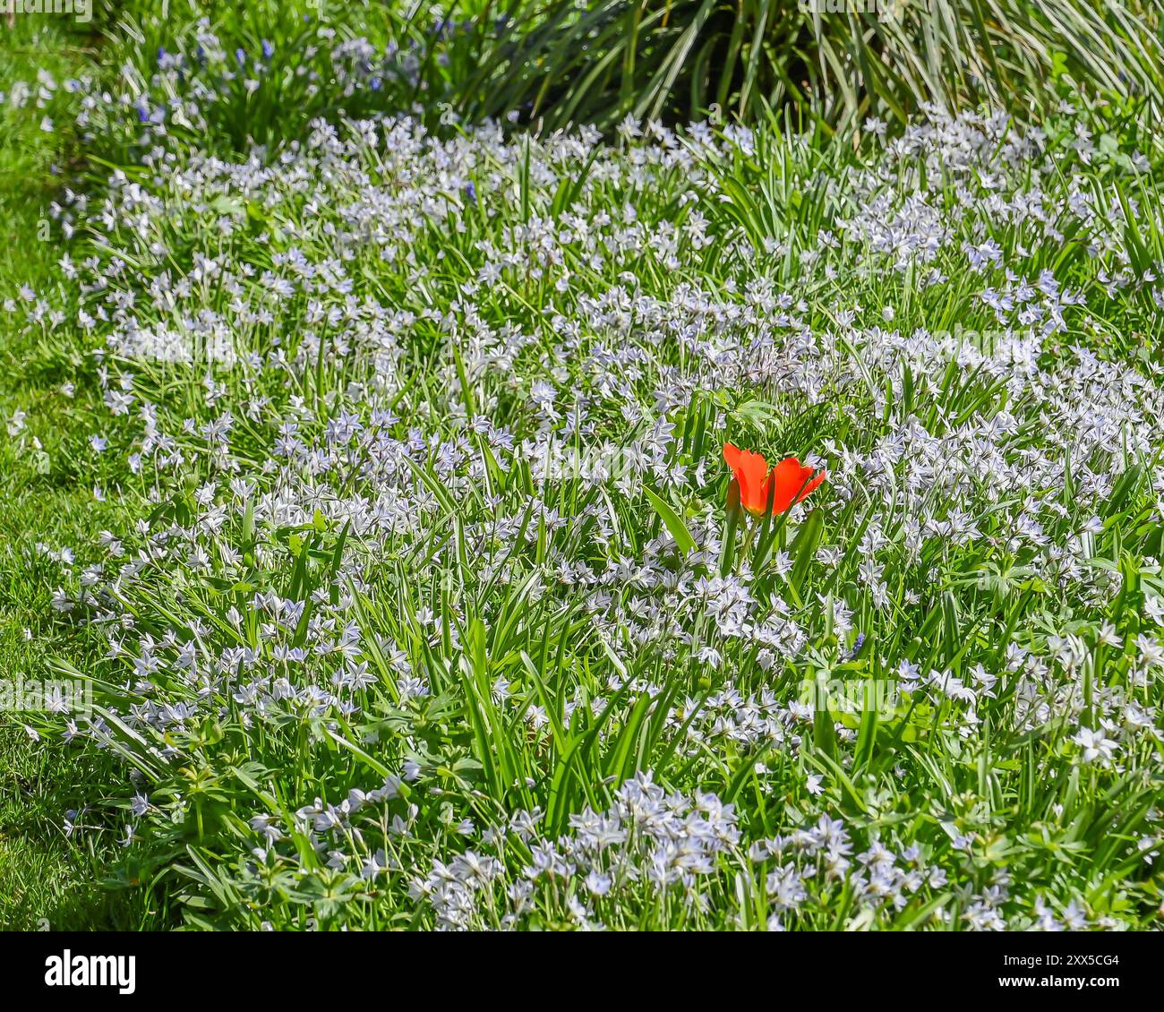 Field of white flowers and one red flower in the middle Stock Photo - Alamy