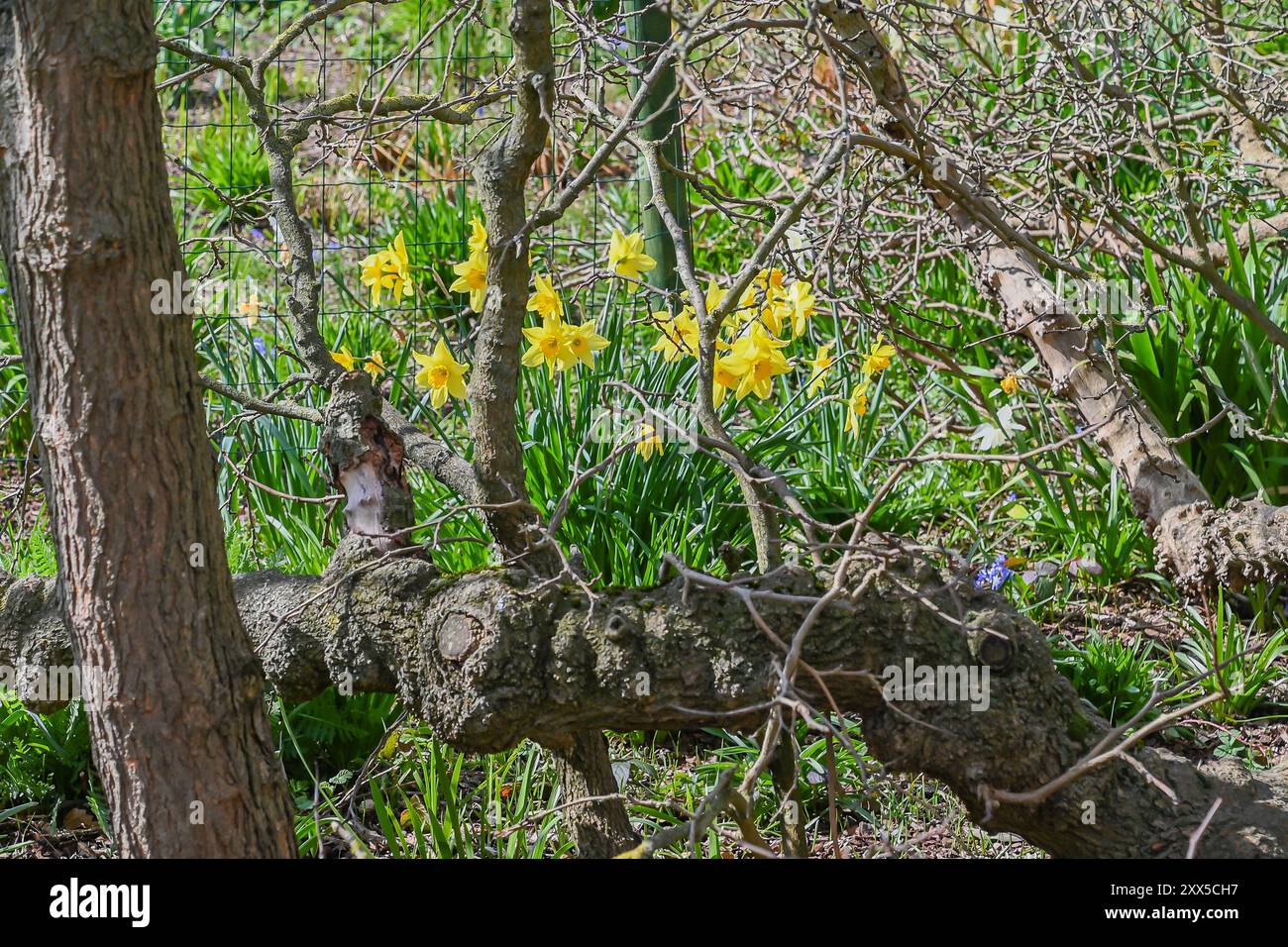 Daffodils growing around the base of old tree Stock Photo - Alamy