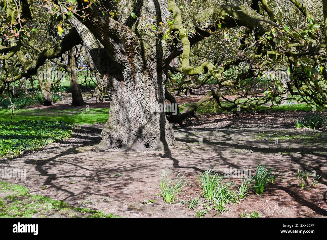 An old big tree with a very large, majestic, gigantic trunk and long ...