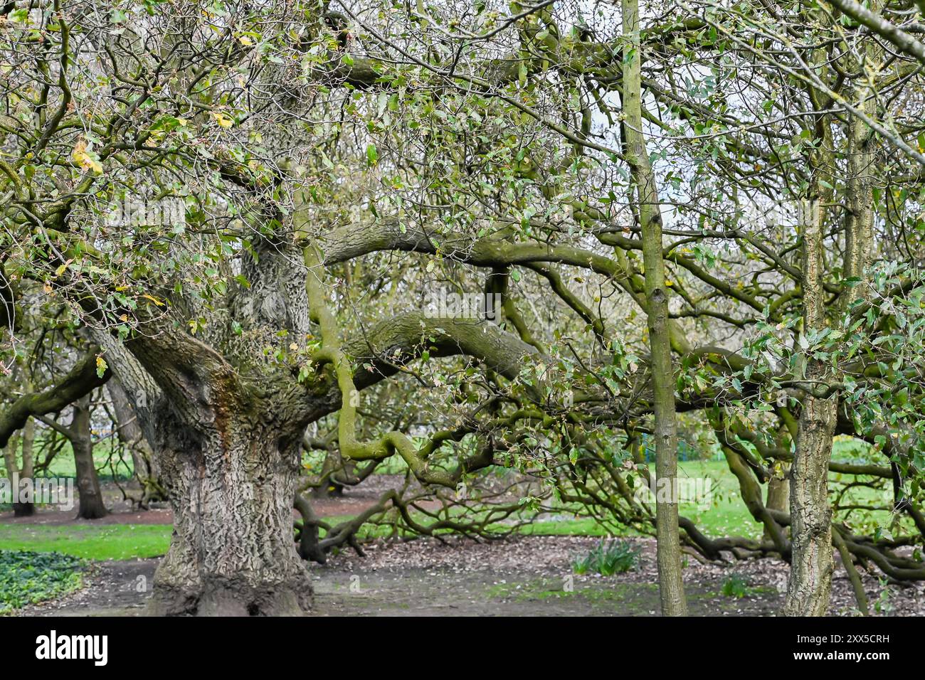 Old big tree with a very large, majestic, gigantic trunk and long ...