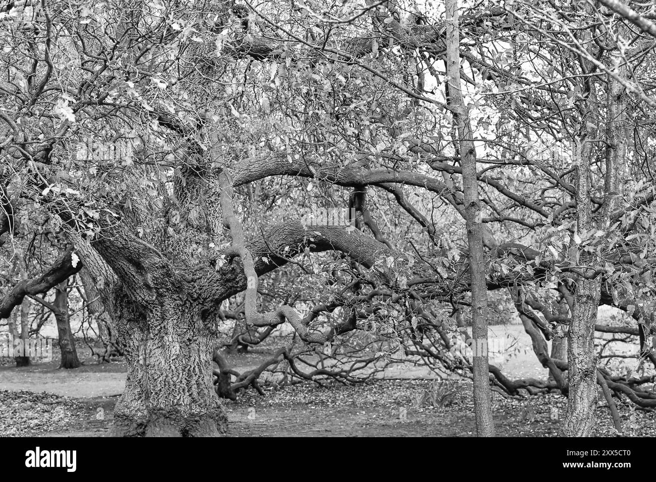 An old big tree with a very large, majestic, gigantic trunk and long ...