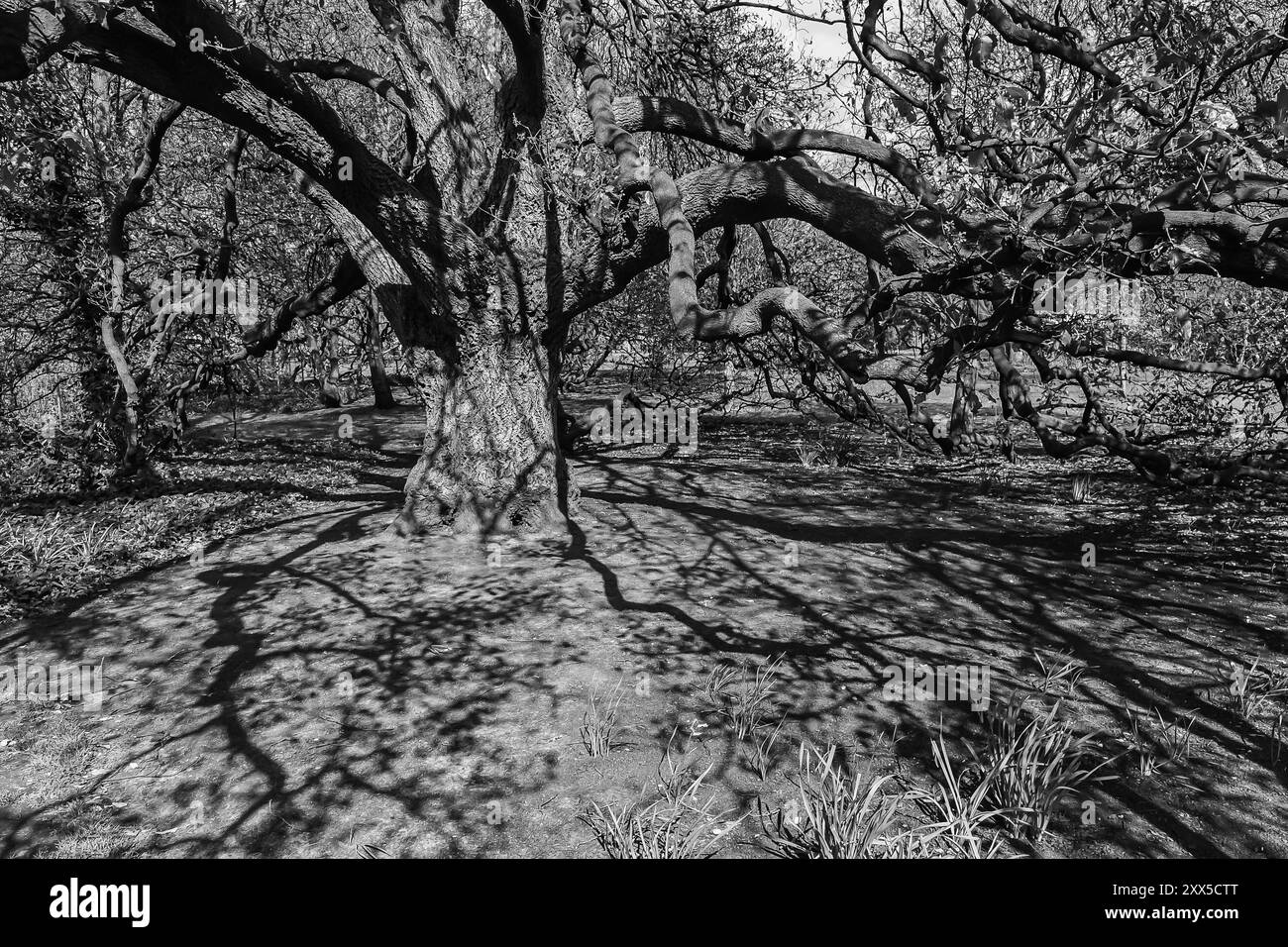 Old big tree with a very large, majestic, gigantic trunk and long ...