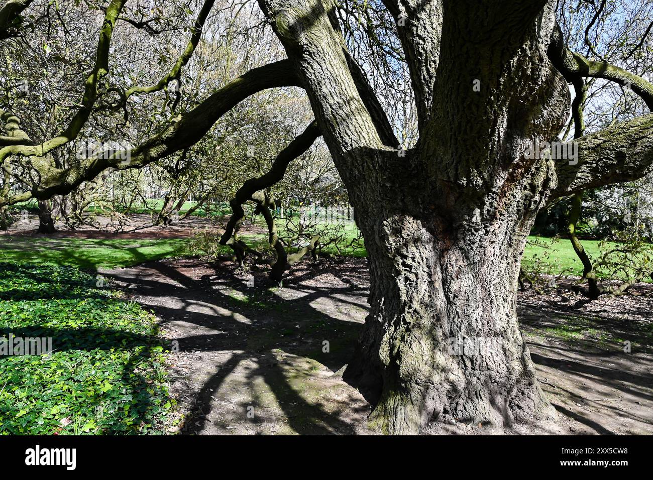Old big tree with a very large, majestic, gigantic trunk and long ...