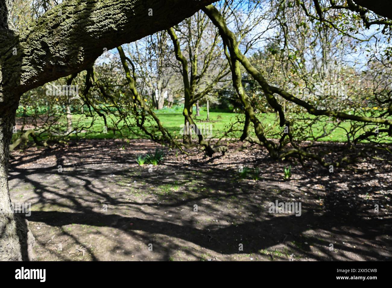 Old big tree with a very large, majestic, gigantic trunk and long ...
