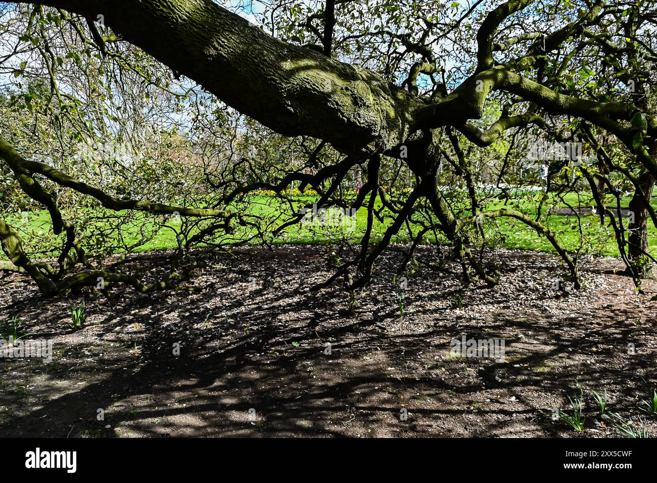 Old big tree with a very large, majestic, gigantic trunk and long ...