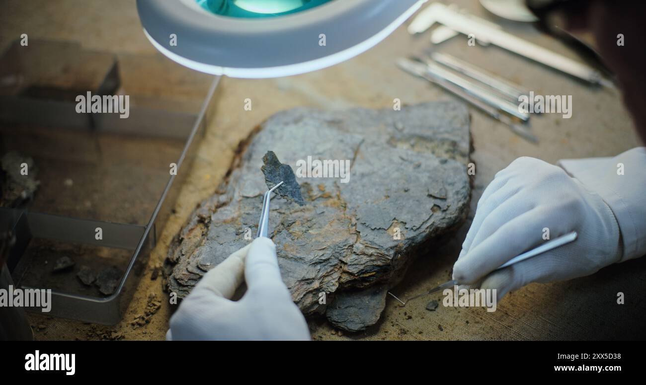 Close up of archaeologist doing fossil analysis, cleaning artifact of ...