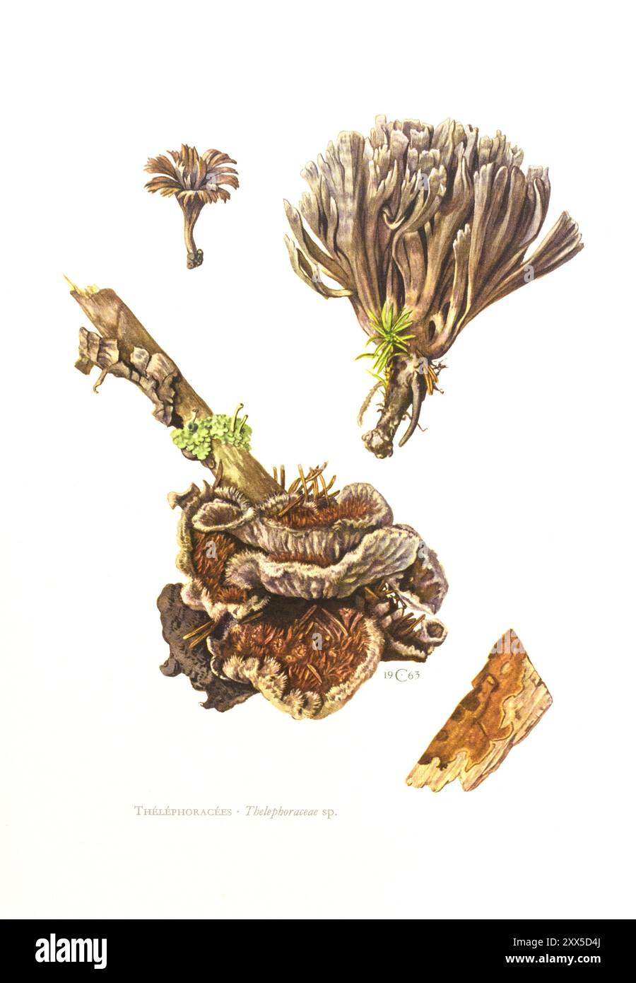 Illustration by Claus Caspari from the "Collection de Documents d ...