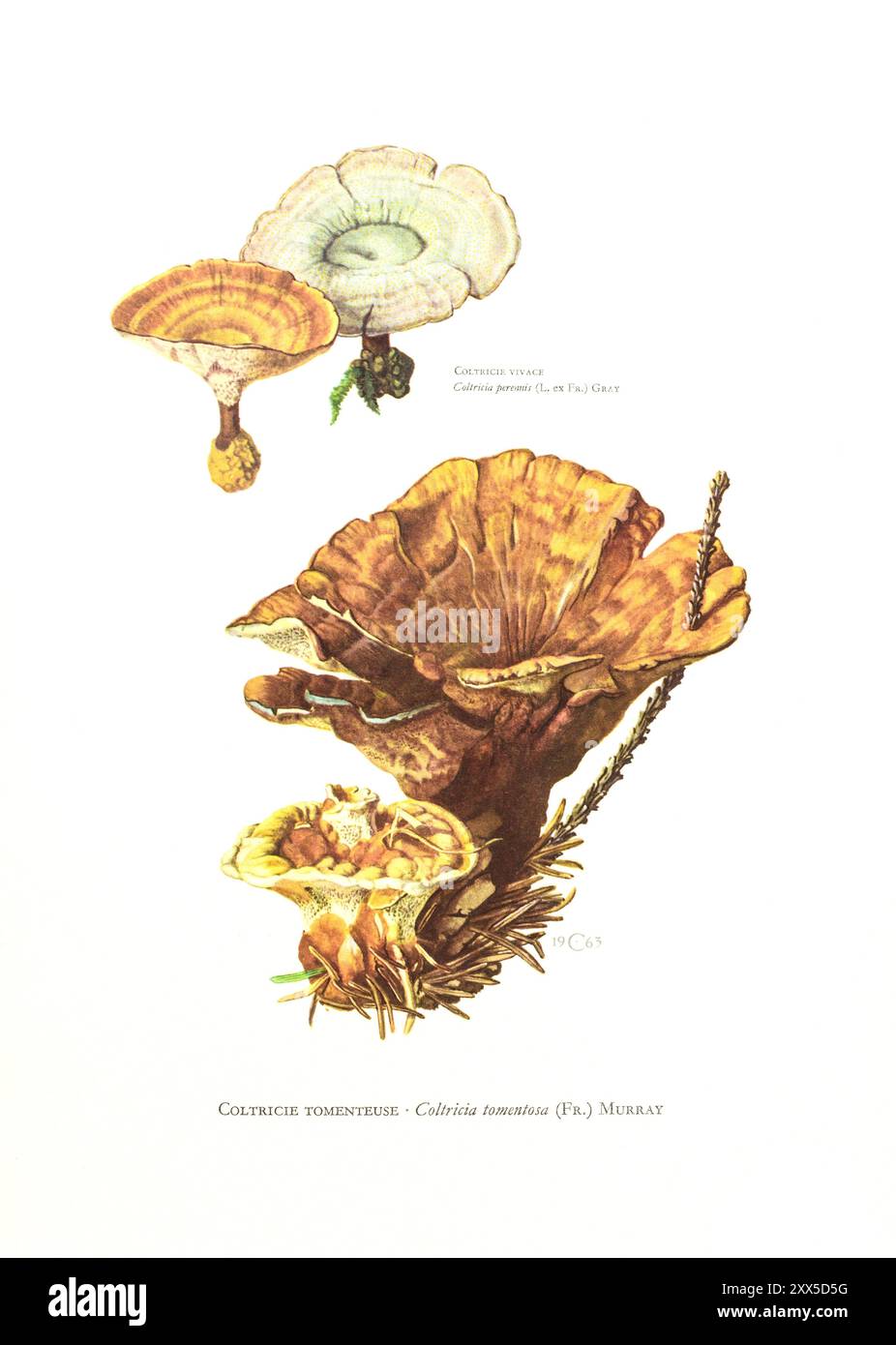 Illustration by Claus Caspari from the "Collection de Documents d ...