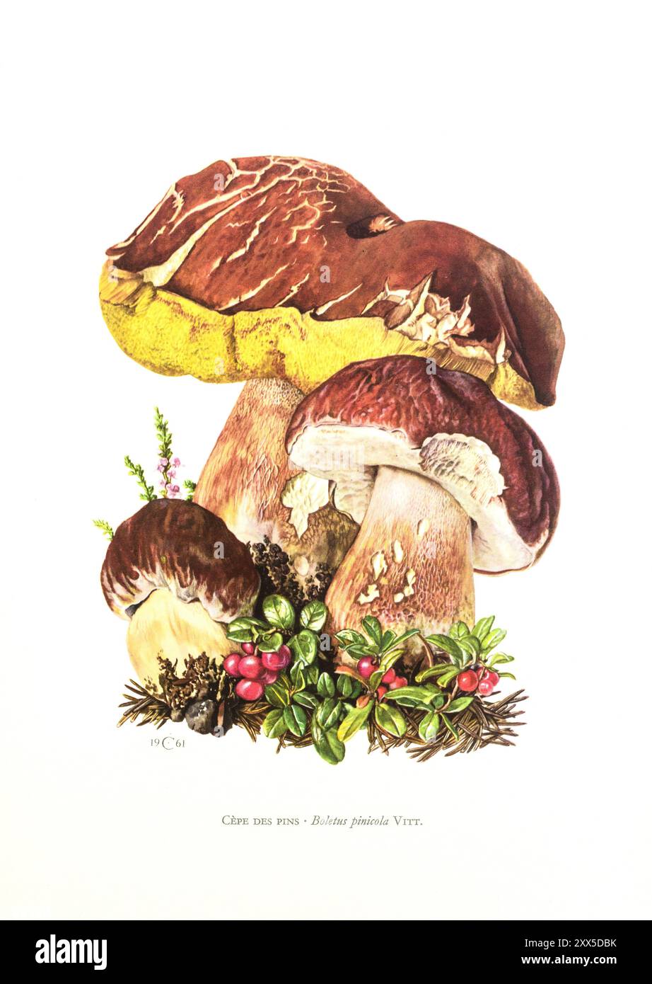 Illustration by Claus Caspari from the "Collection de Documents d ...
